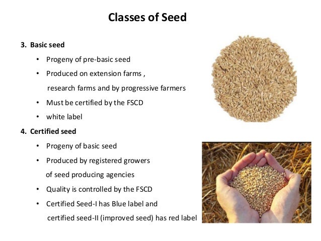 Seed, Seed Types and Seed Quality