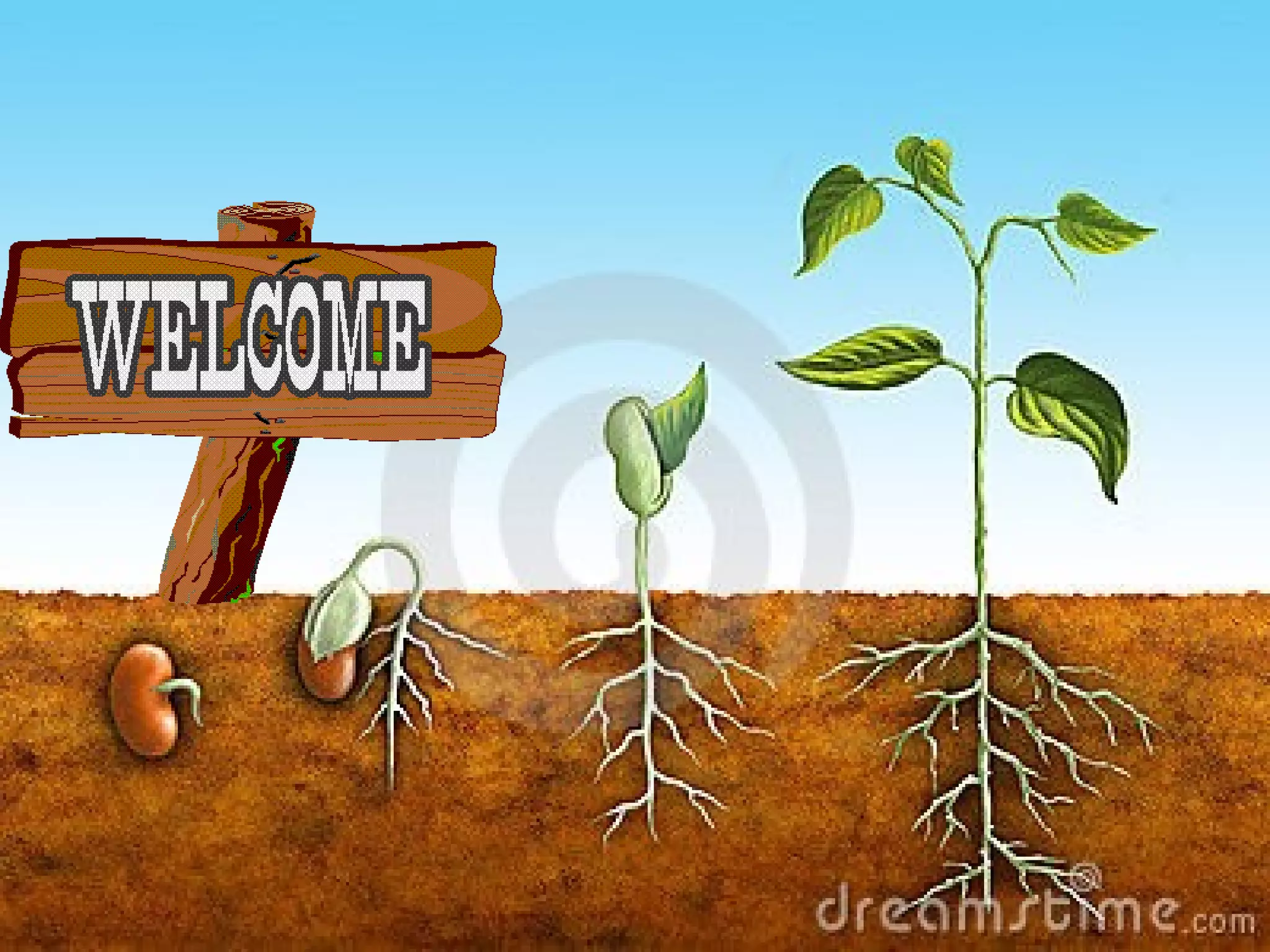 Seed viability | PPT