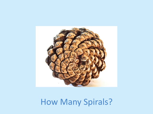 Seeing Math Patterns in Nature | PDF