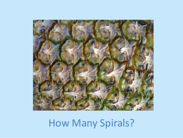 Seeing Math Patterns In Nature seeing-math-patterns-in-nature