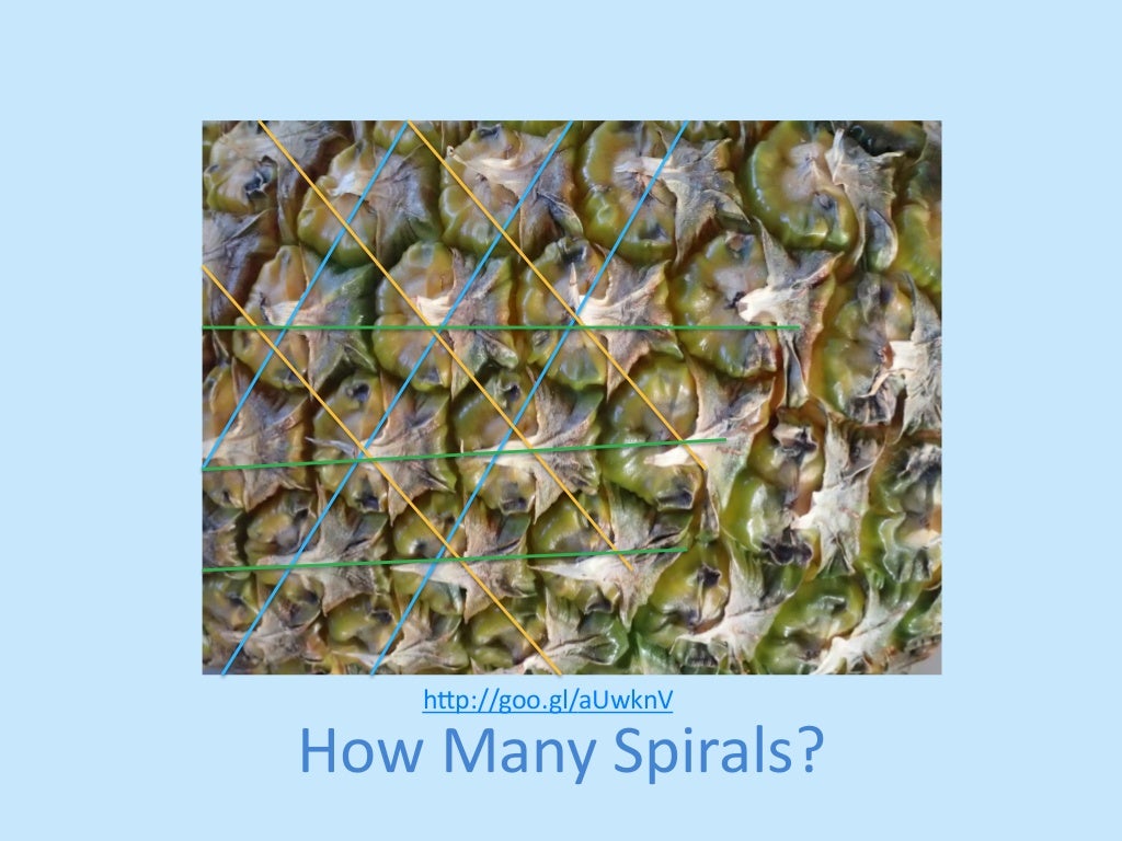 Seeing Math Patterns In Nature seeing-math-patterns-in-nature