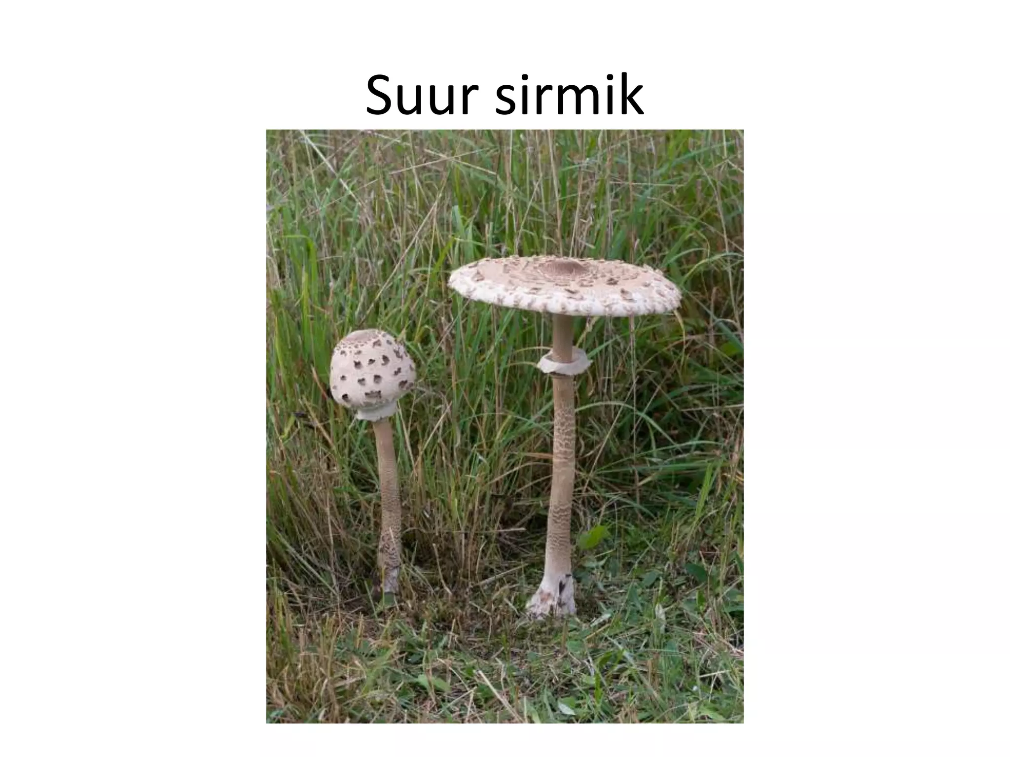 Seened, erilised organismid | PPT