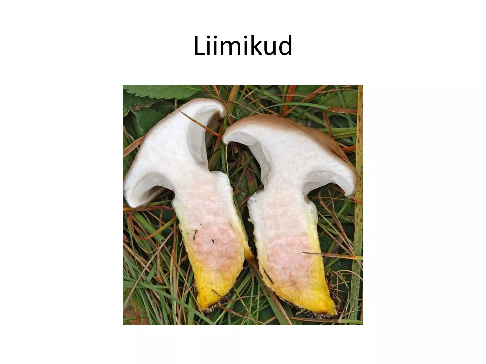 Seened, erilised organismid | PPT