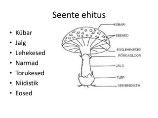 Seened, erilised organismid | PPTX