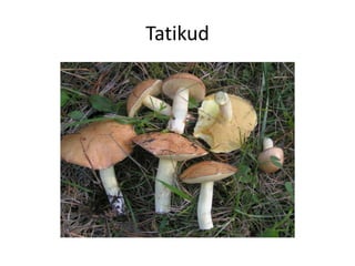 Seened, erilised organismid | PPTX