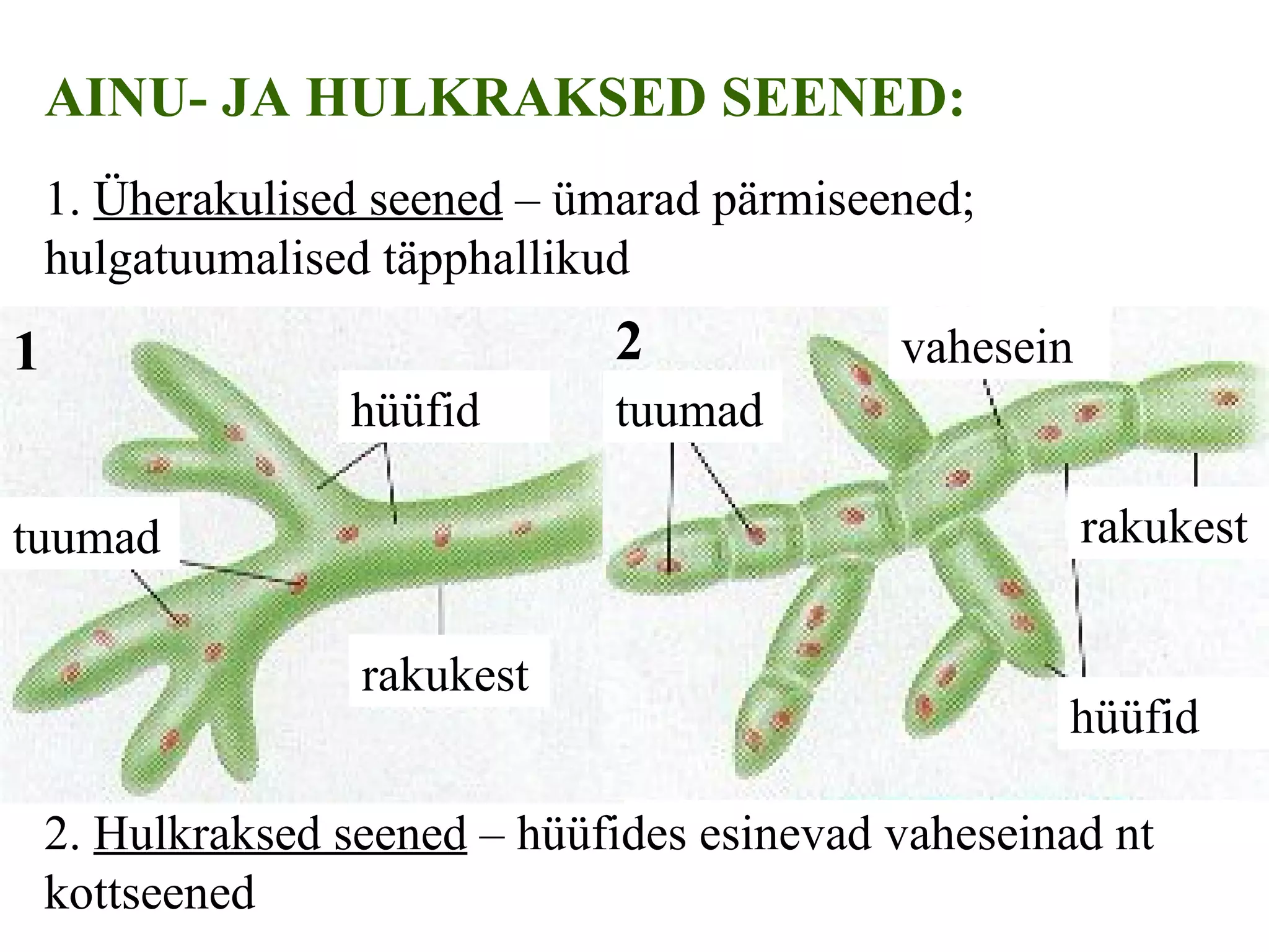 Seenerakk | PPT