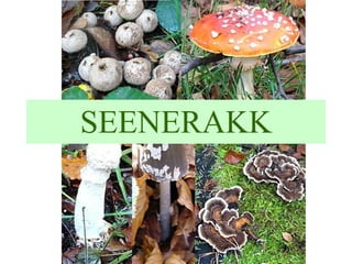 Seenerakk | PPT