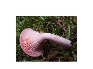 Seente tundmine (1) | PPT