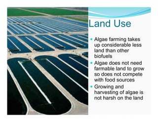 Algal Biofuels for Local Consumption | PPT