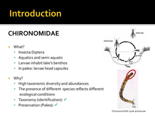 Chironomid community dynamics in Enol Lake (Picos de Europa National ...