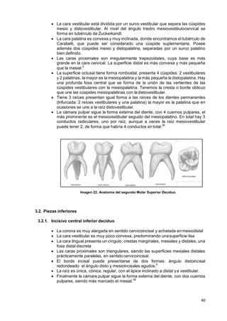 ANATOMIA DENTAL DECIDUA | PDF