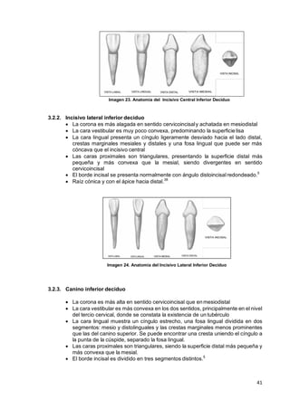 ANATOMIA DENTAL DECIDUA | PDF