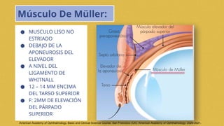 SEG ANTERIOR ANATOMIA OFTALMOLOGIA .pptx