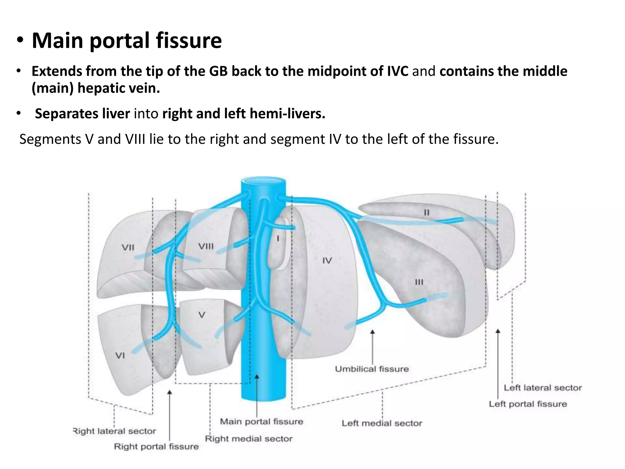 Segemental anatomy of liver | PPTX