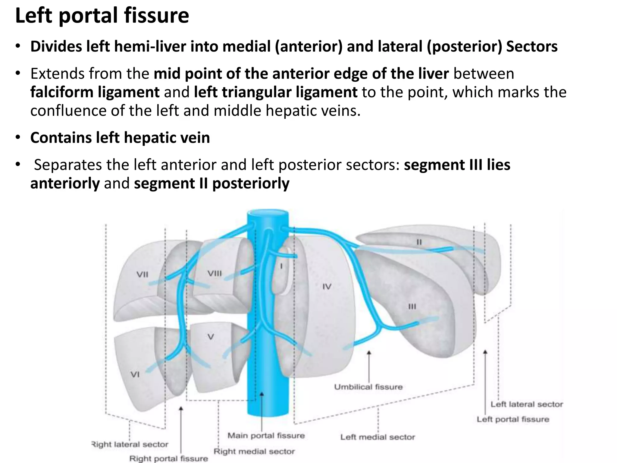 Segemental anatomy of liver | PPTX