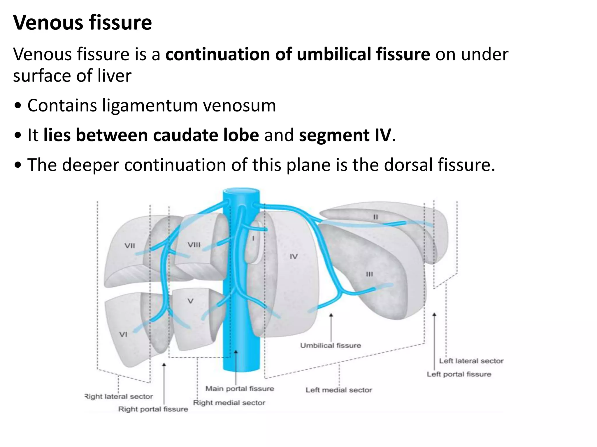 Segemental anatomy of liver | PPTX
