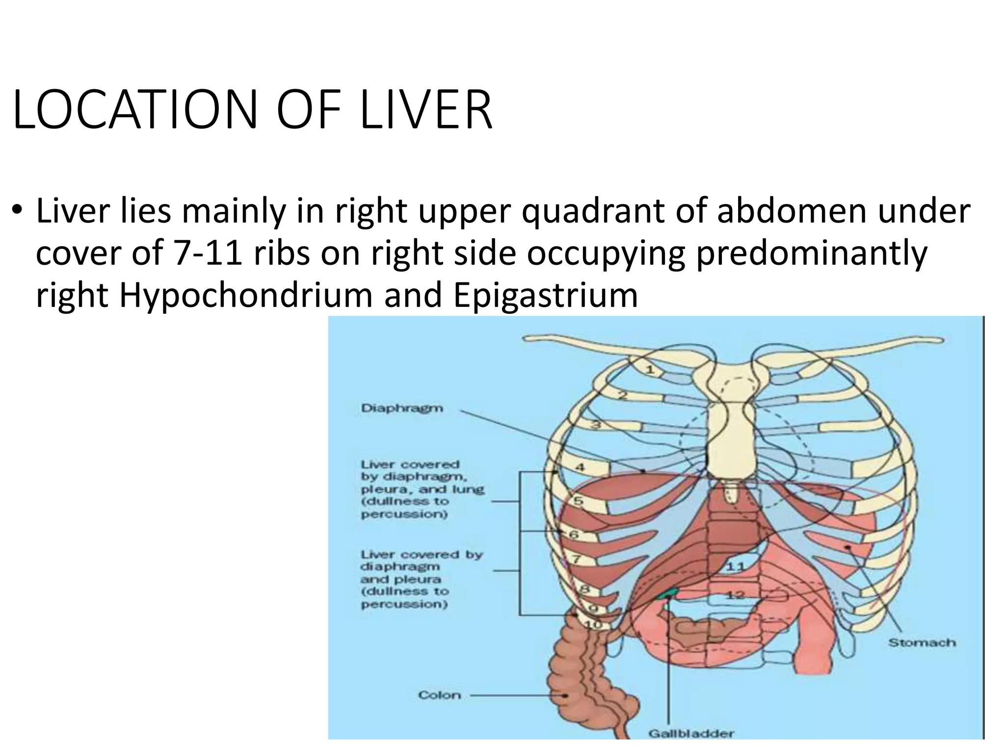 Segemental anatomy of liver | PPTX