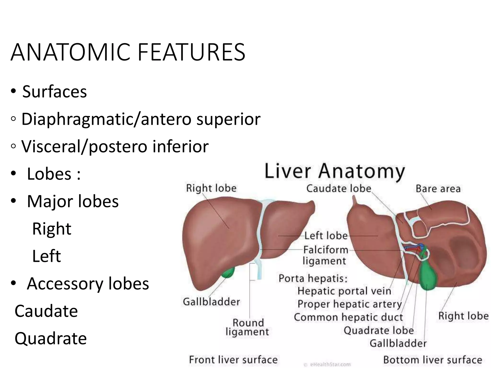 Segemental anatomy of liver | PPTX