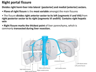 Segemental anatomy of liver | PPTX