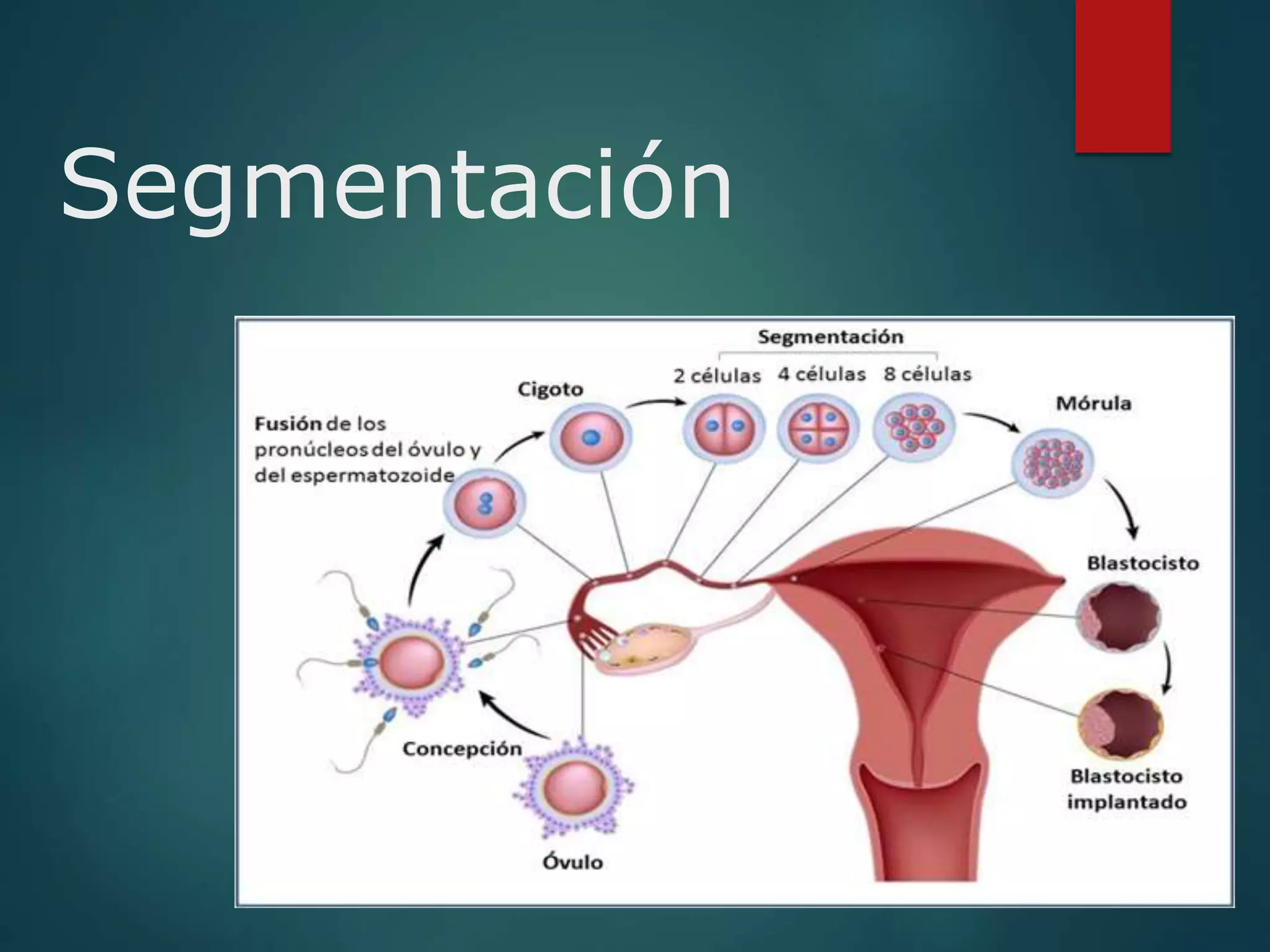 Segmentacion embriologia | PPT