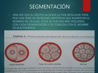 Segmentacion embriologia | PPTX