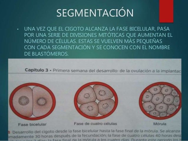 Segmentacion embriologia