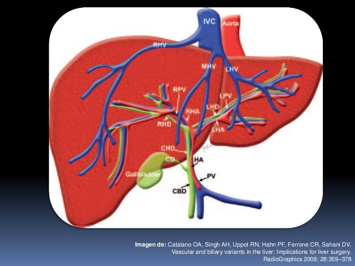 Segmentacion hepatica por Imagen seccional