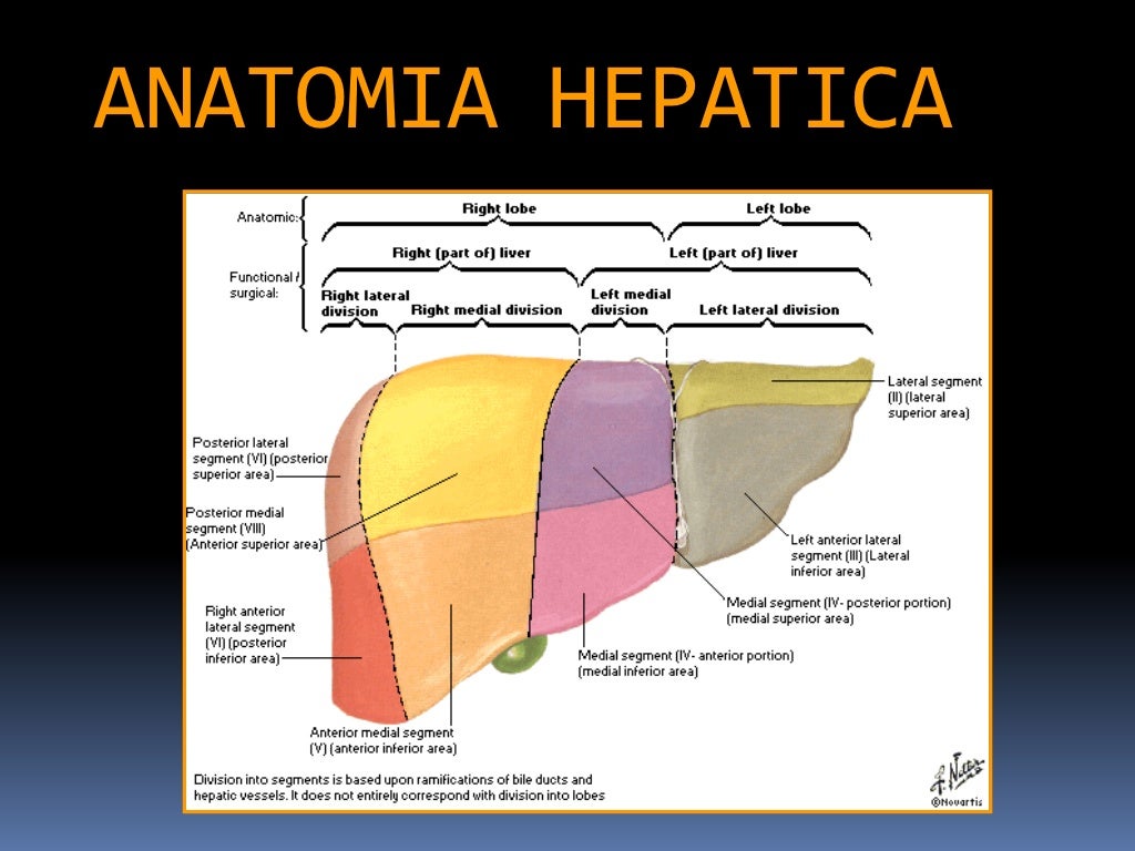 Segmentacion hepatica por Imagen seccional