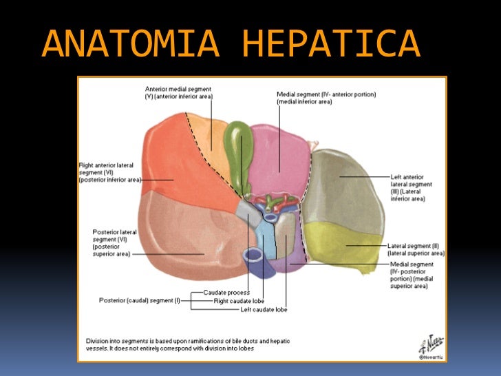 Segmentacion hepatica por Imagen seccional