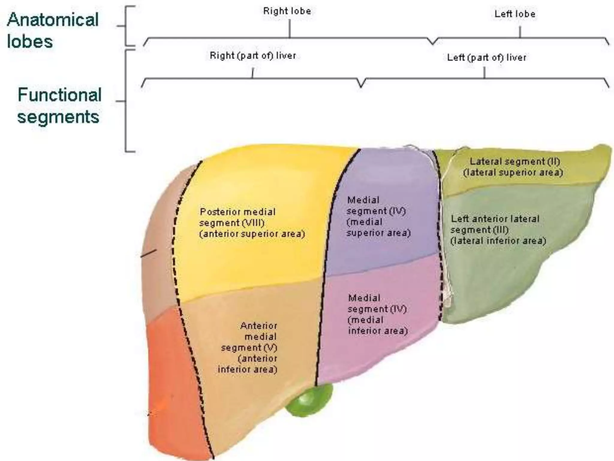 segmental-anatomy-liver.ppt
