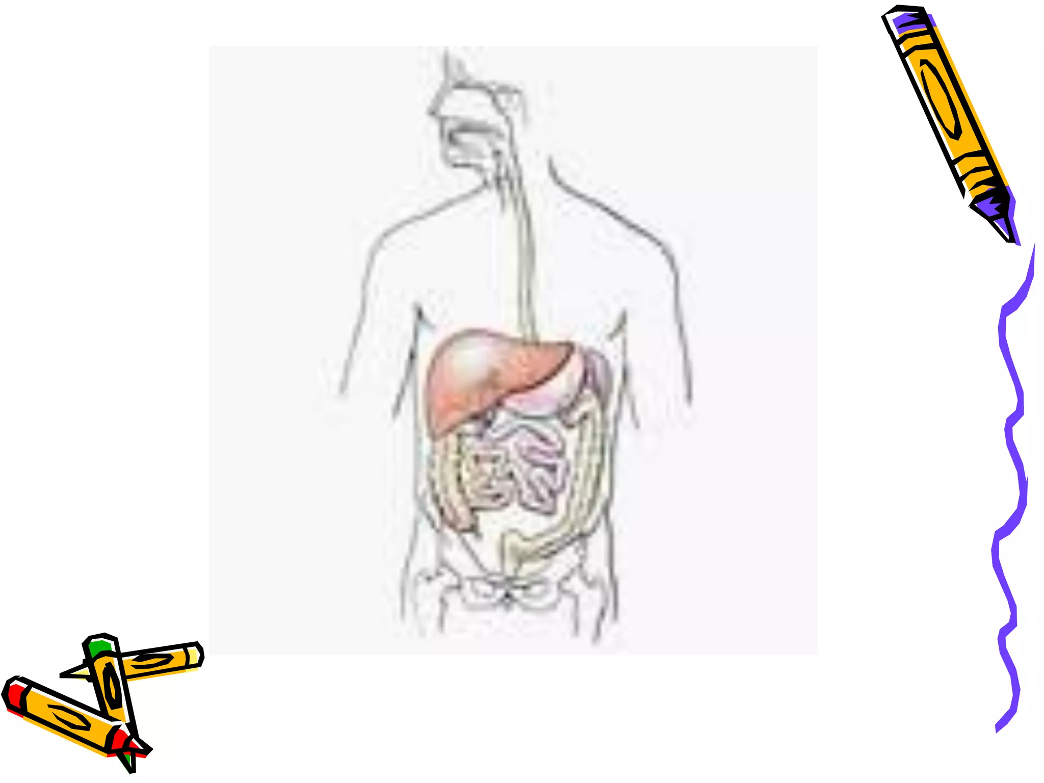 segmental-anatomy-liver.ppt