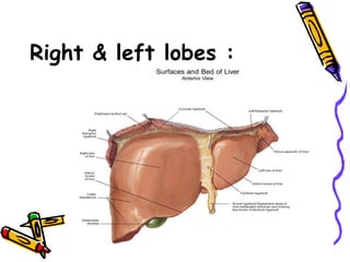 segmental-anatomy-liver.ppt