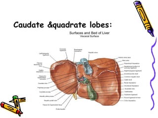 segmental-anatomy-liver.ppt