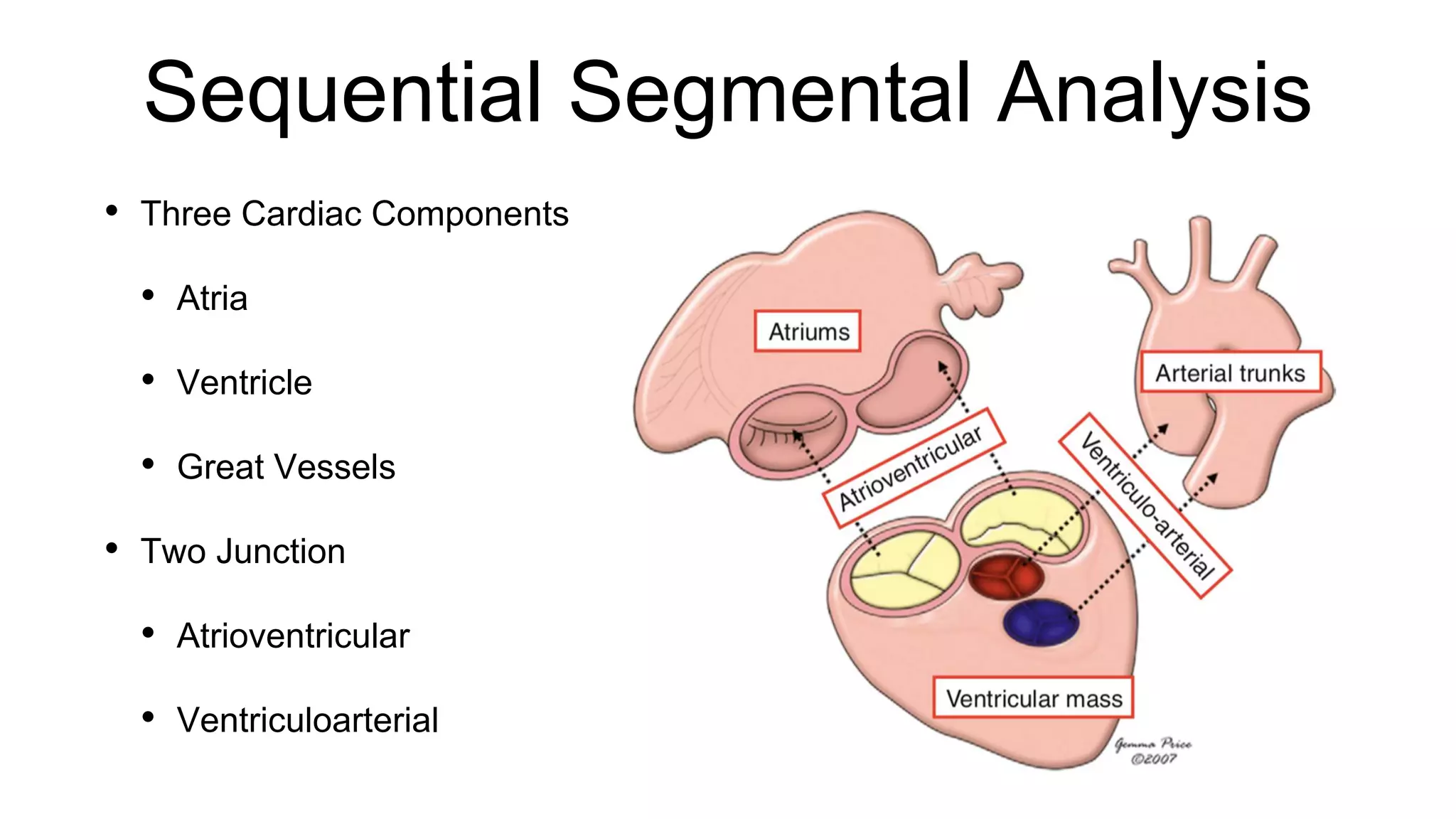 Segmental analysis of heart anatomy | PPTX