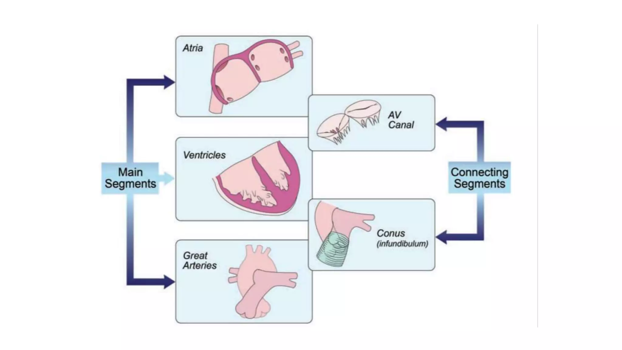Segmental analysis in congenital heart diseases m.gibreel | PPTX