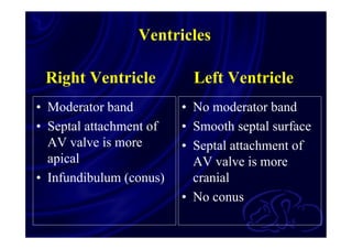 Segmental approach and evaluation of cardiac morphology | PDF