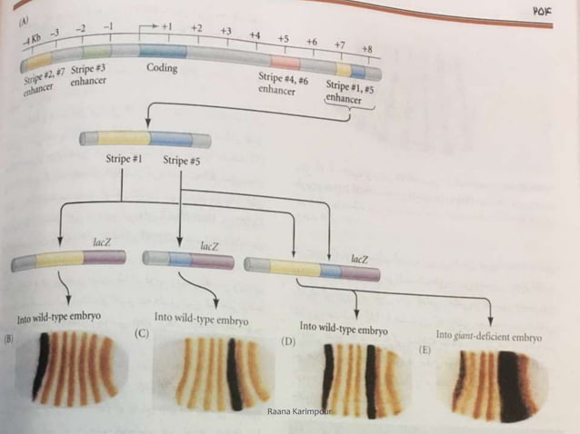 Segmentation gene | PPTX