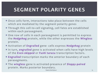 Segmentation gene | PPTX