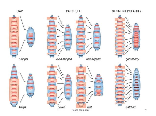 Segmentation gene | PPTX