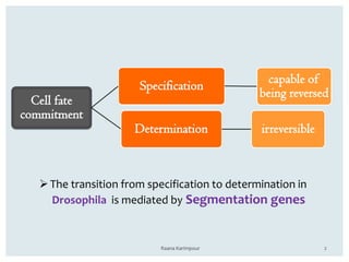 Segmentation gene | PPTX