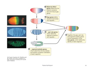 Segmentation gene | PPTX