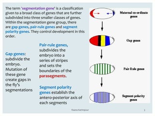 Segmentation gene | PPTX