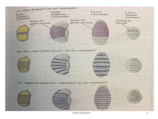 Segmentation gene | PPTX