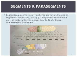 Segmentation gene | PPTX