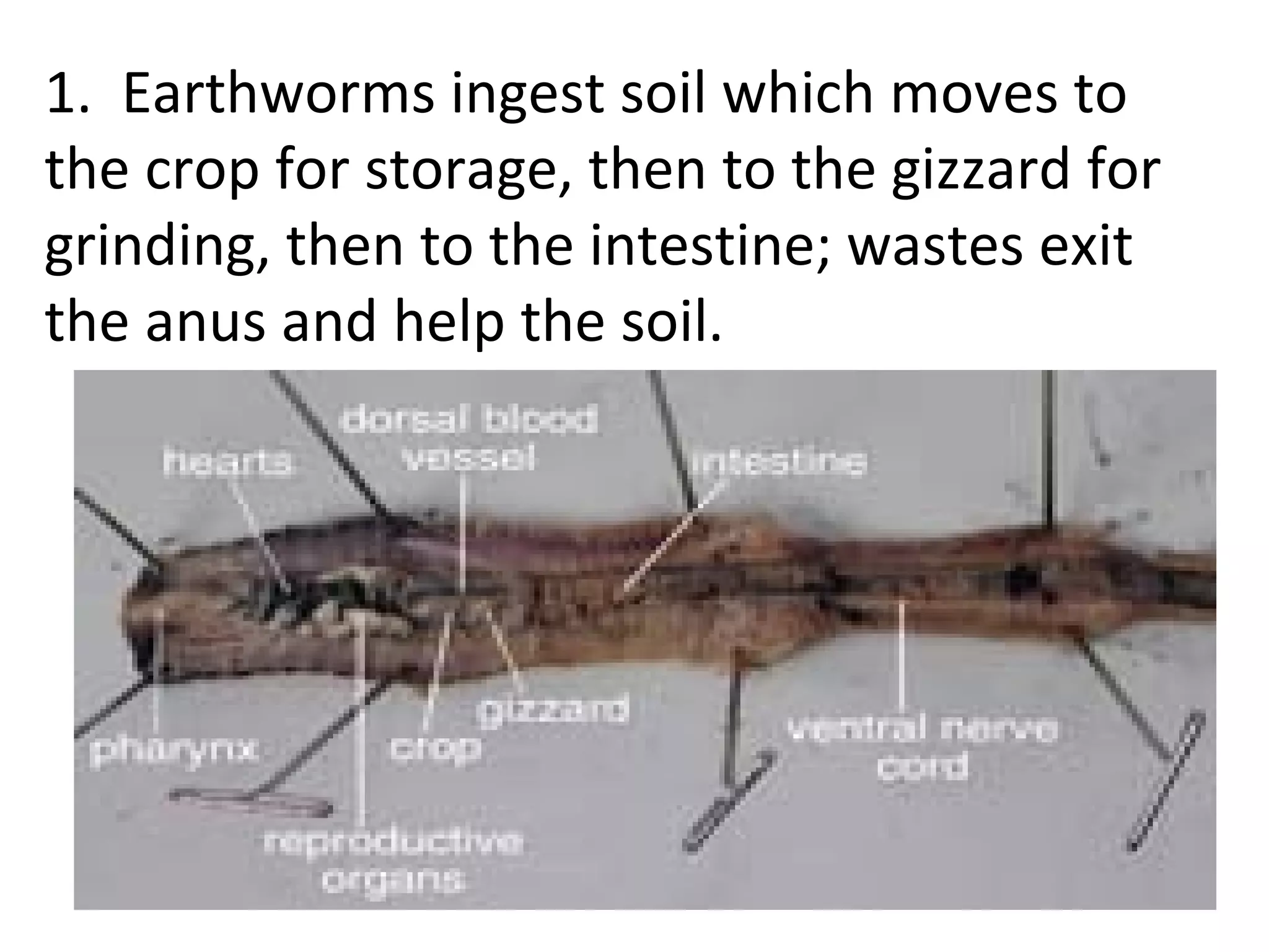Segmented Worms | PPT
