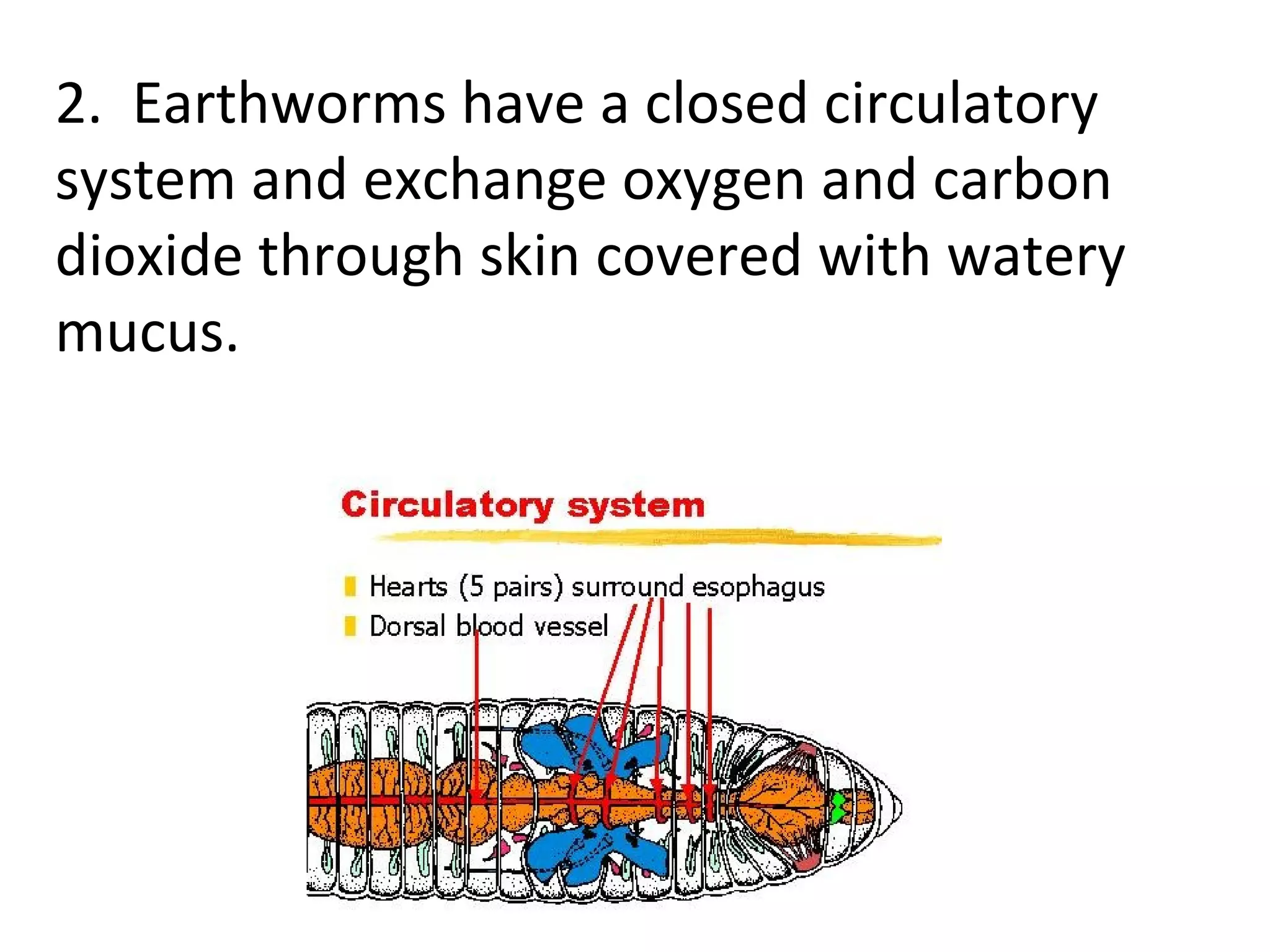 Segmented Worms | PPT