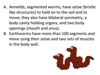 Segmented Worms