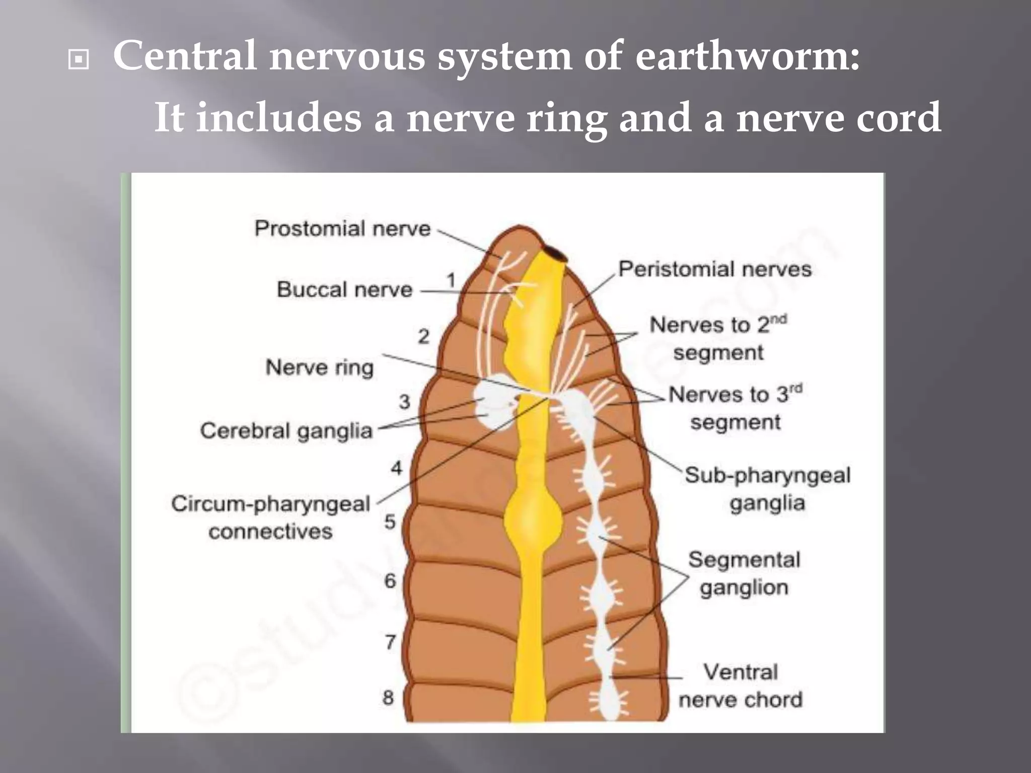 Segmented nervous system in annelids.pptx