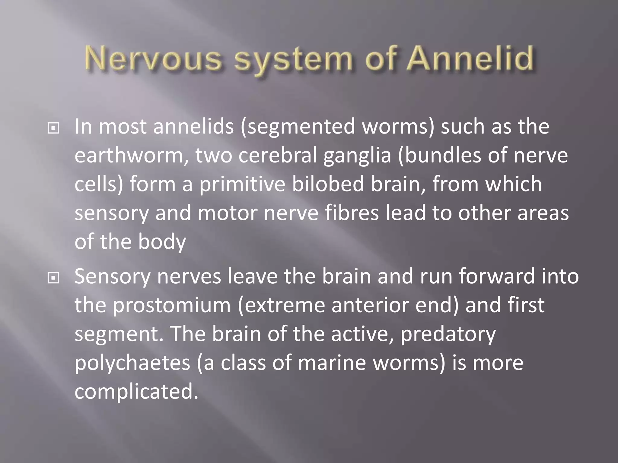 Segmented nervous system in annelids.pptx