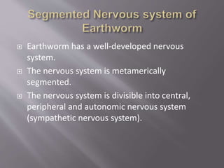 Segmented nervous system in annelids.pptx